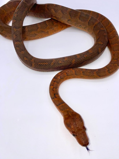 Male Dominican Red Mountain Boa (2017) Hispaniolan Boa by Centralian ...