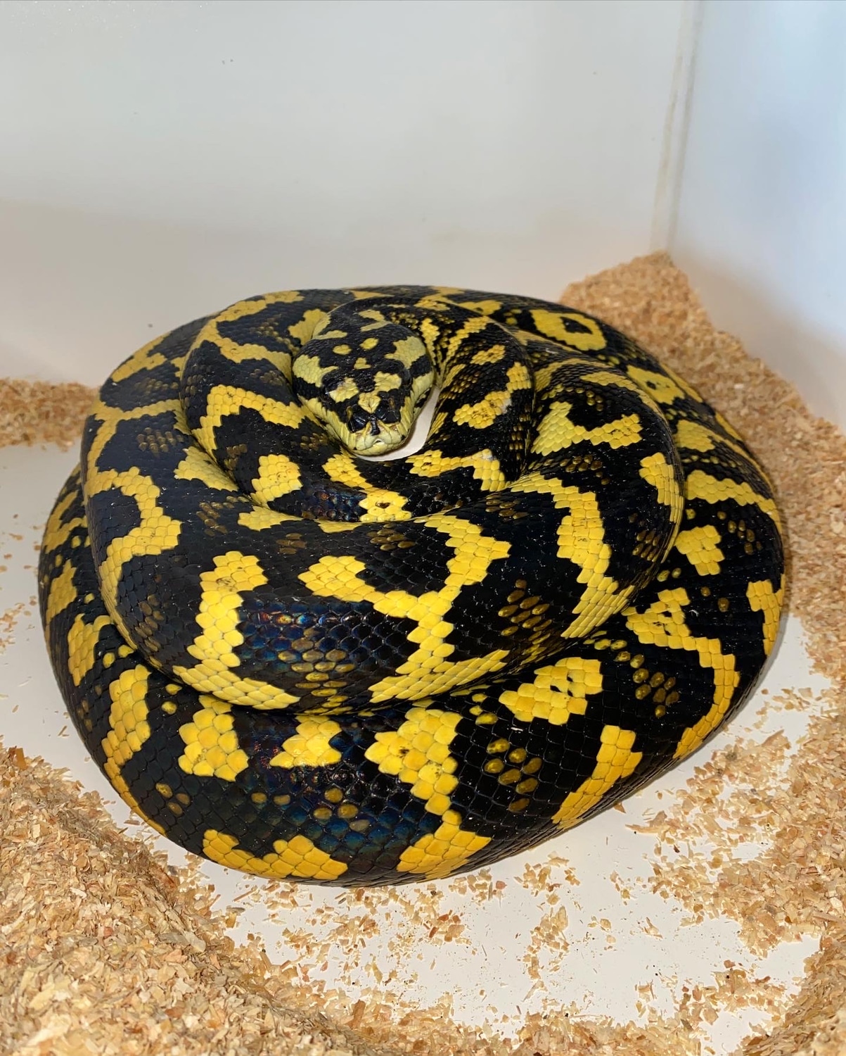 1.1 Proven Pair Adult Highlighter Line Jungles Jungle Carpet Python by ...