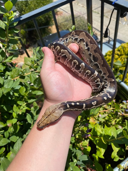 Sumatran Short-tailed Python (Chrome Head) Sumatran Short-Tailed Python ...
