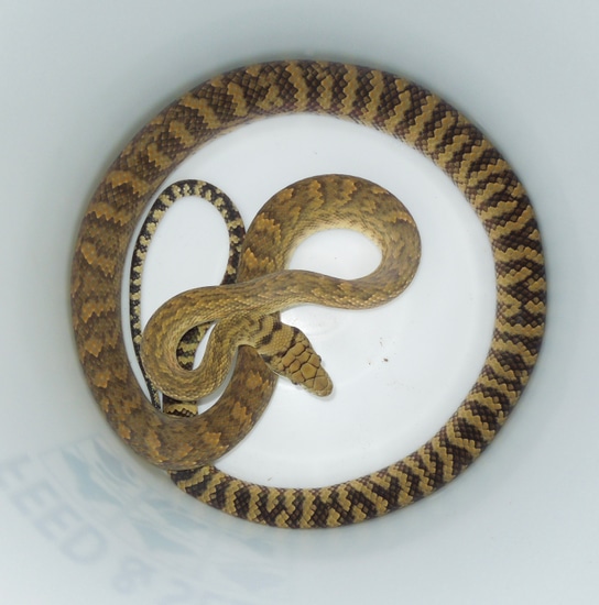 Female Wamena Scrub Pythons (USCBB F1) by Centralian Exotics