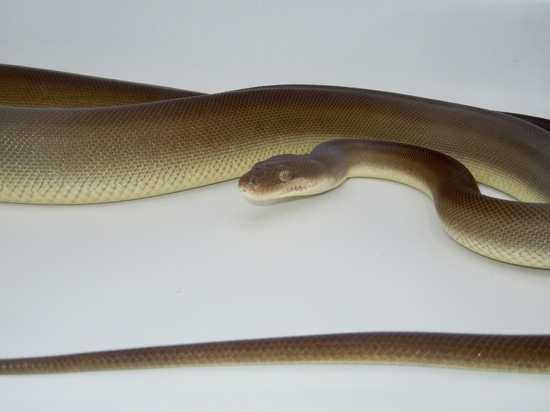 Female Australian Olive Python by Centralian Exotics
