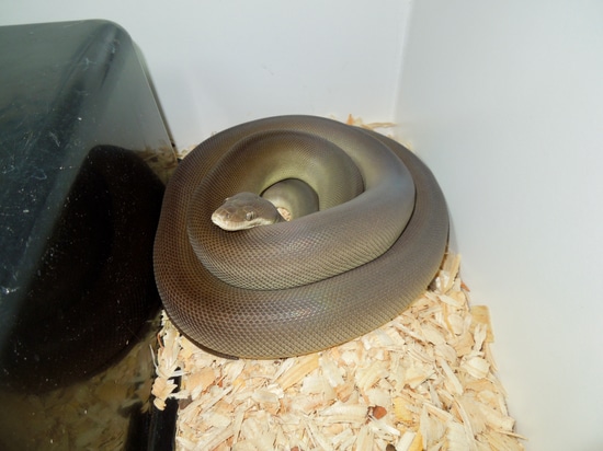 Male Australian Olive Python by Centralian Exotics