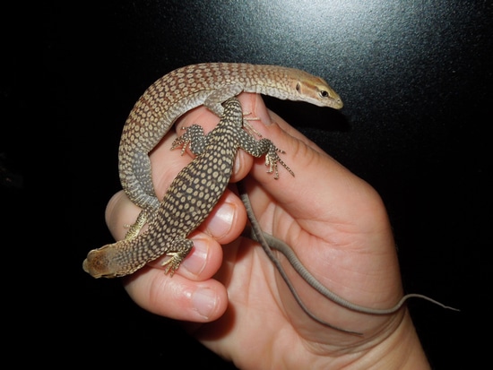 Varanus Tristis Tristis (Black Headed Monitor) Other Monitor by ...