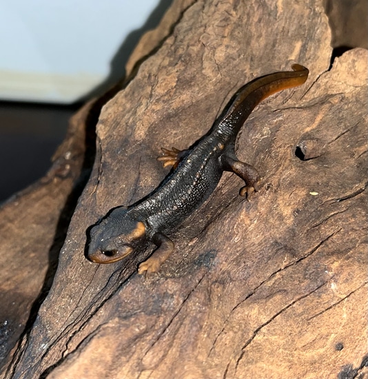 Crocodile Newt by Centralian Exotics