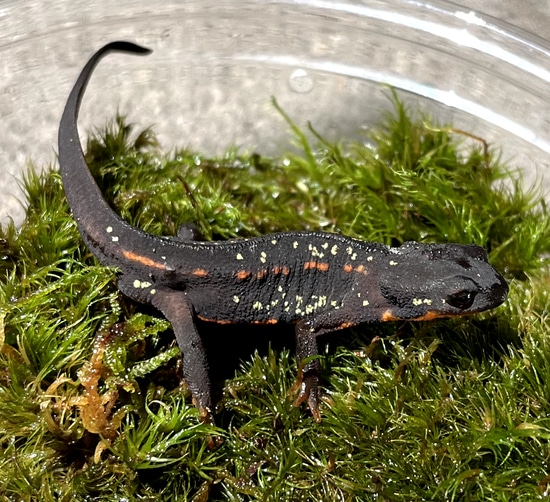 Cynops Ensicauda Popei Newt by Centralian Exotics