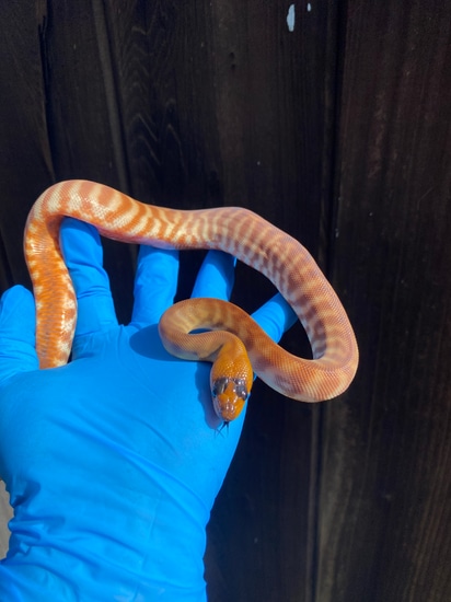 Woma Python (Miller/Jon’s Jungle, High Orange) by Centralian Exotics