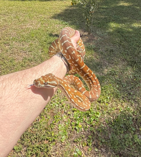 2020 Female Full Blood Hypo Het. Stonewashed Bredli Centralian Carpet ...