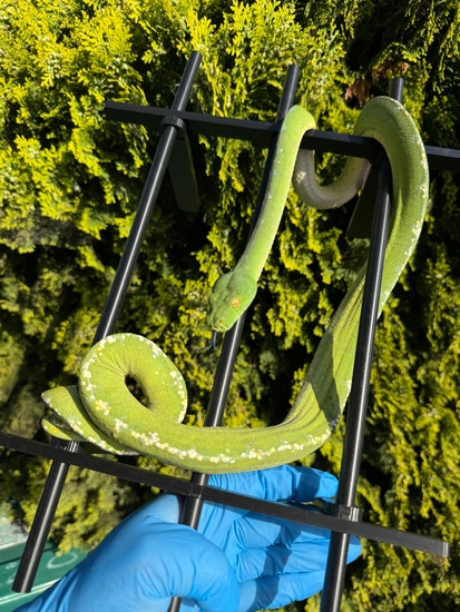 Manokwari Locality Green Tree Python by Centralian Exotics