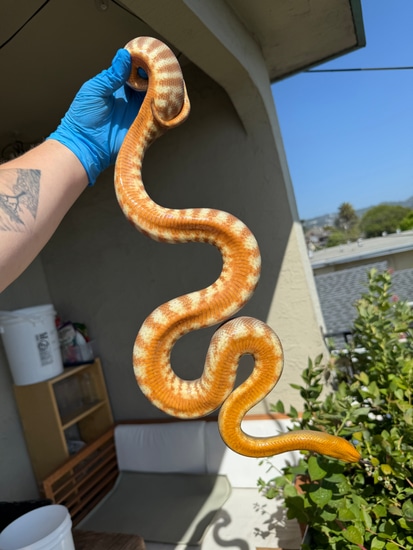 Proven High Orange Male Woma Woma Python by Centralian Exotics