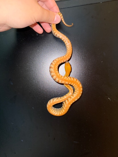 High Orange Woma Python (F; Aviles & Miller Bloodlines) by Centralian ...