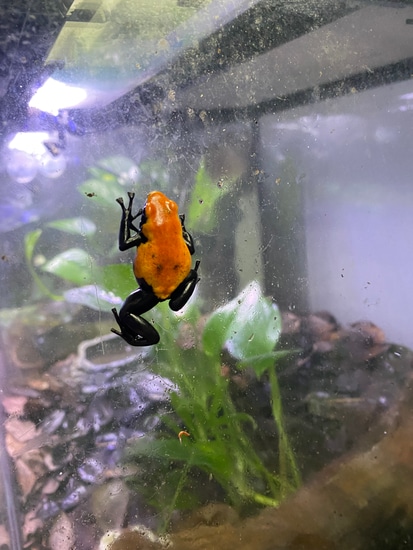 Orange Splash Back Splashback Poison Frog by The Dart frog Initiative