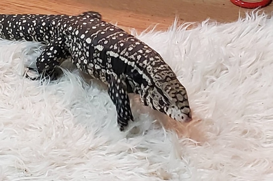 Sammy - Roughly 2 Year Old Argentine Black And White Tegu Argentine ...