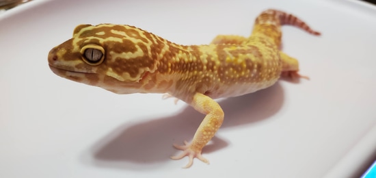 Delta - 3 Year Old Tremper Albino Leopard Gecko by Central Virginia ...