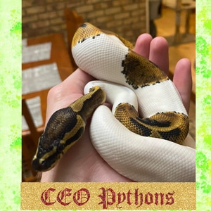 CEO Pythons - MorphMarket