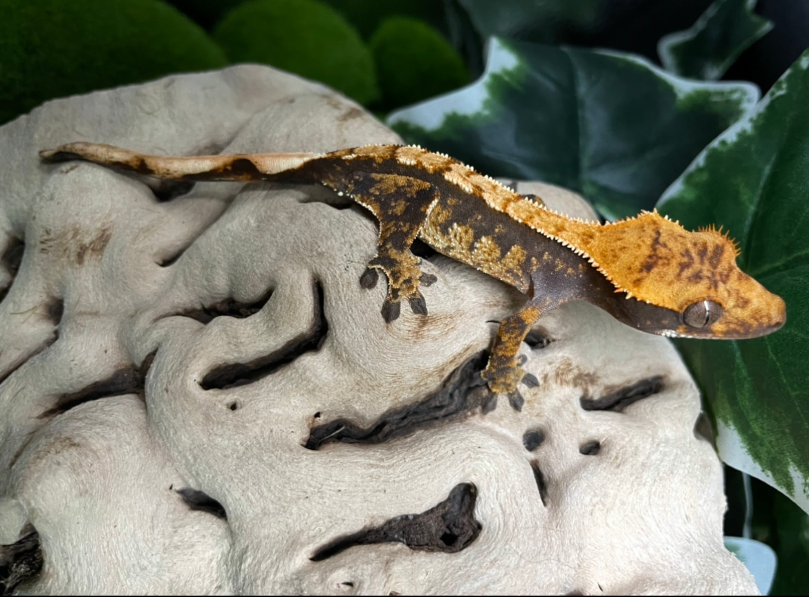 Poss Female Crested Gecko by North Grove Exotics - MorphMarket