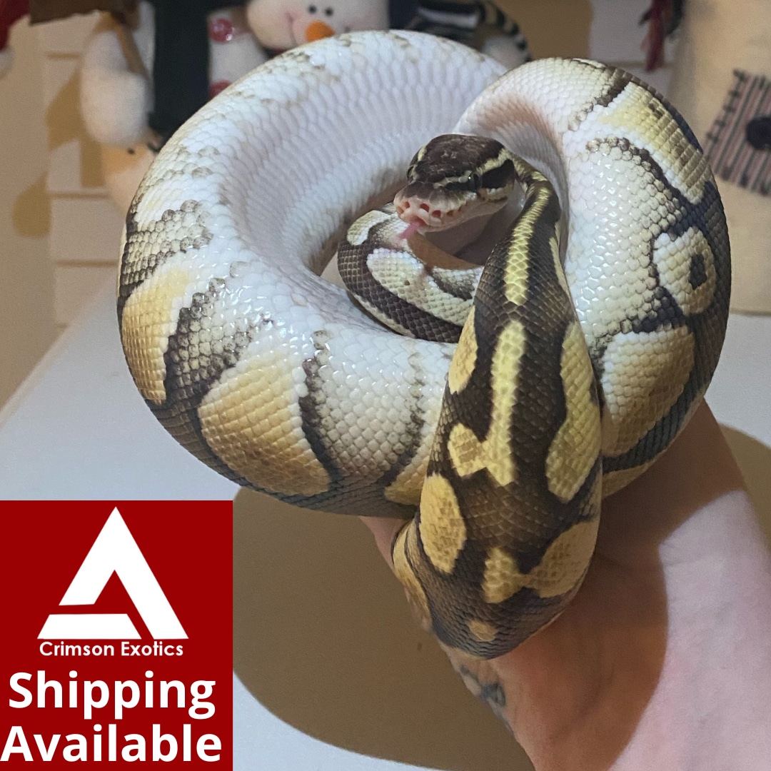Pebbles | For Adoption From Crimson Exotics Ball Python by Crimson ...