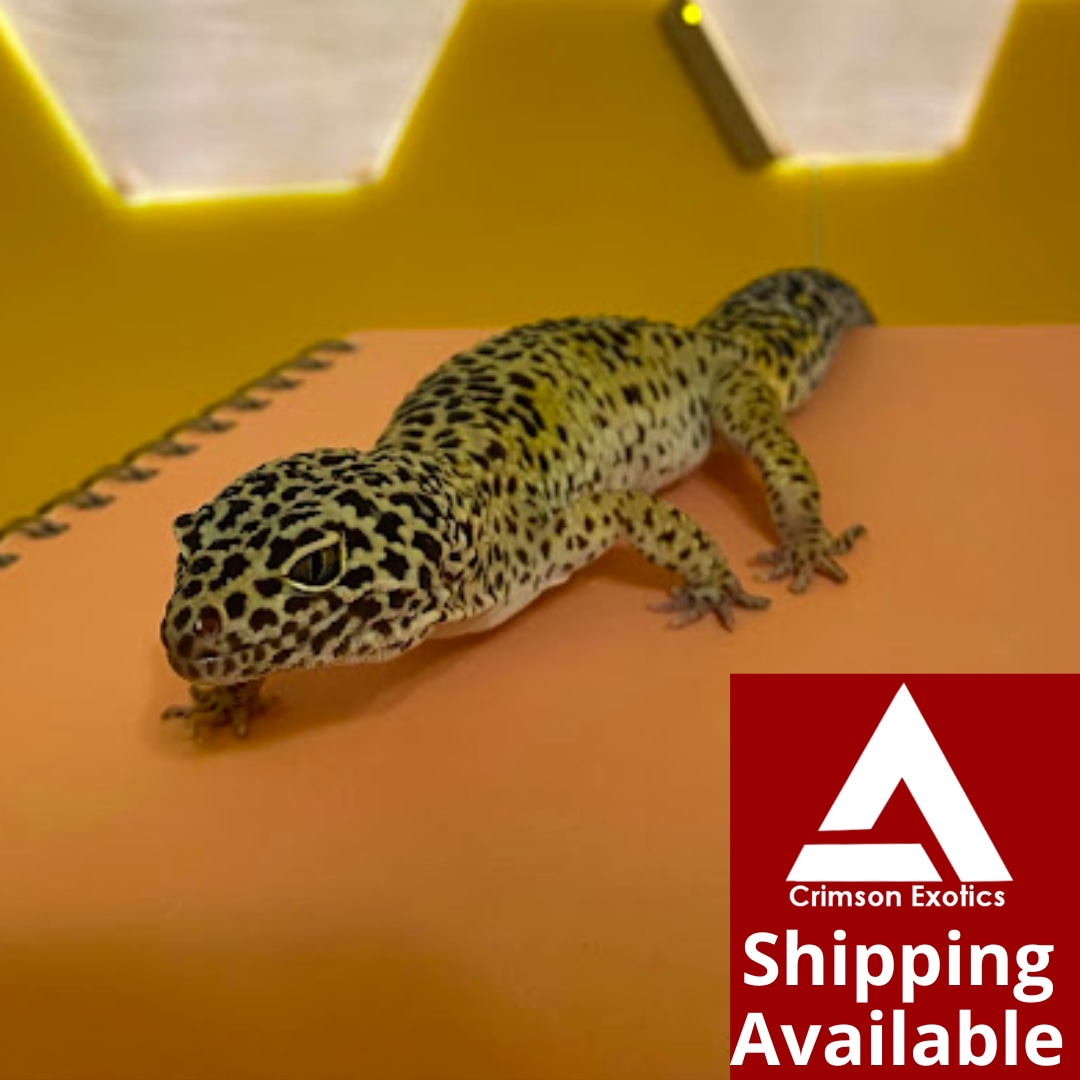 Ice-T | For Adoption From Crimson Exotics Leopard Gecko by Crimson ...