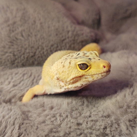 Boba | For Adoption From Crimson Exotics Leopard Gecko by Crimson ...