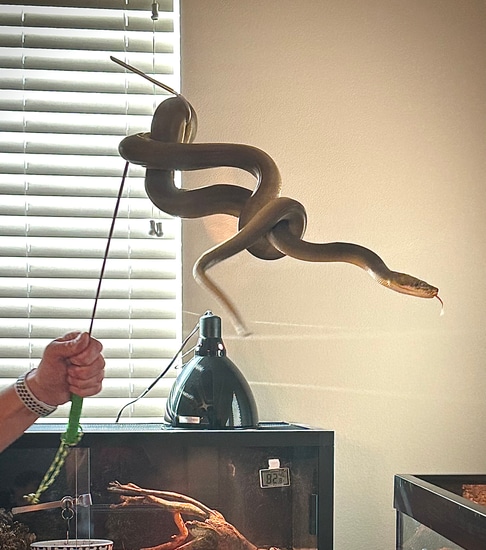 Goldenchild Phantom Tiger Citron 100% Het Albino Reticulated Python by ...