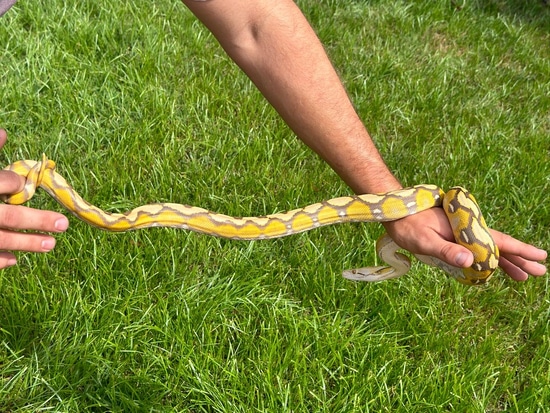 Indo Caramel Sunfire Reticulated Python by Sullivan’s Snakes and Reptile