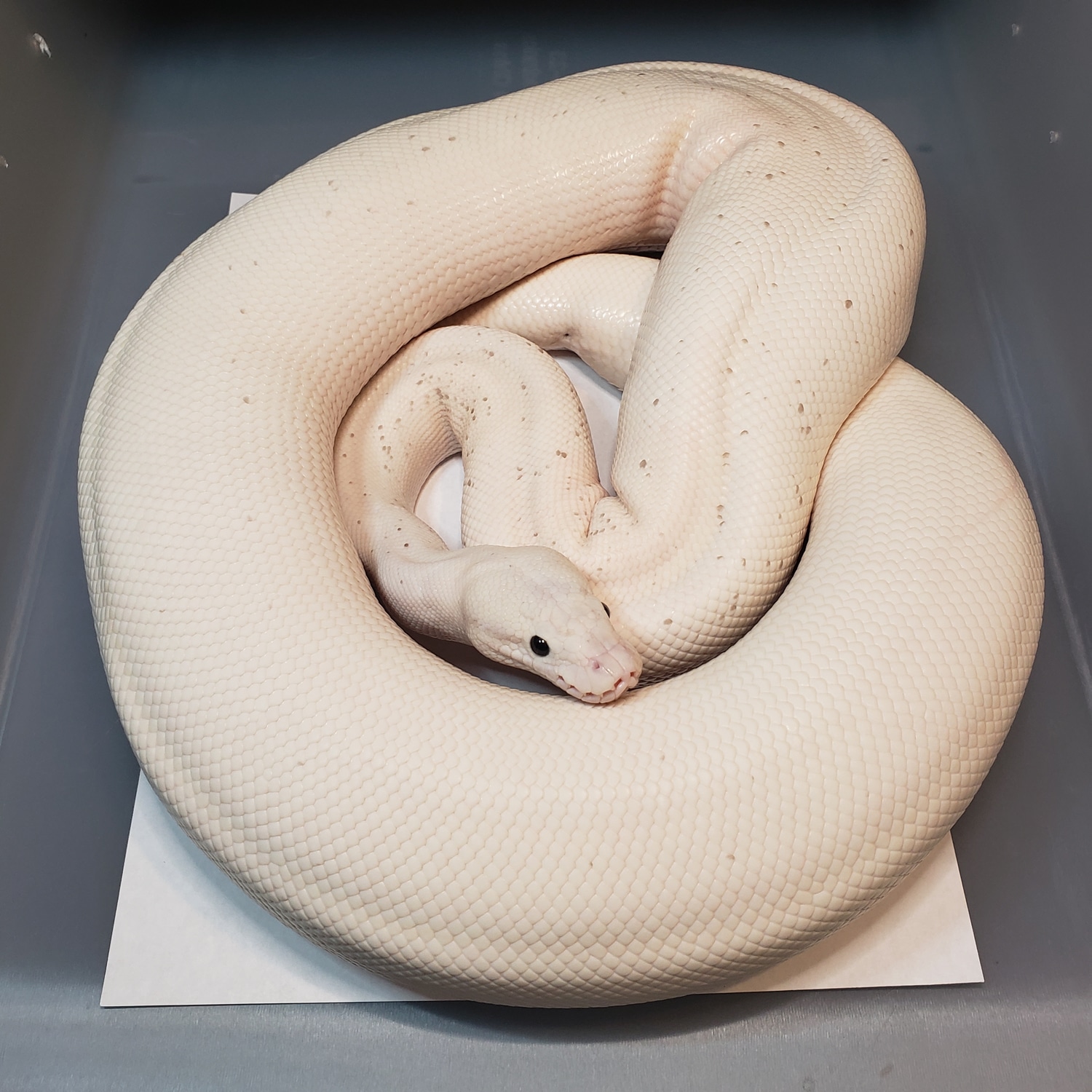 Ivory Ball Python by Acidic pHythons - MorphMarket