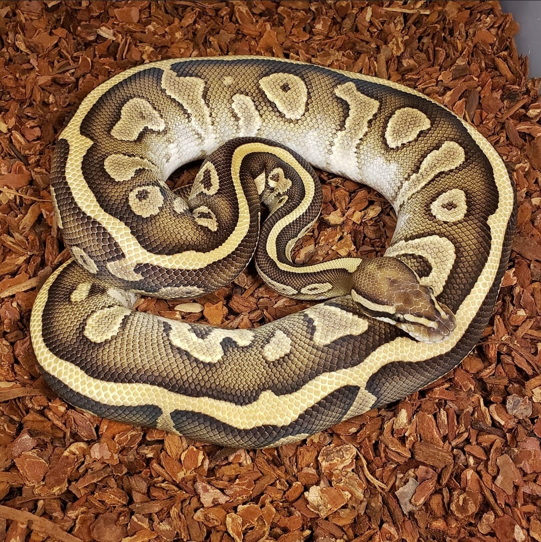 Leopard Butter '18 Female Ball Python by Acidic pHythons - MorphMarket