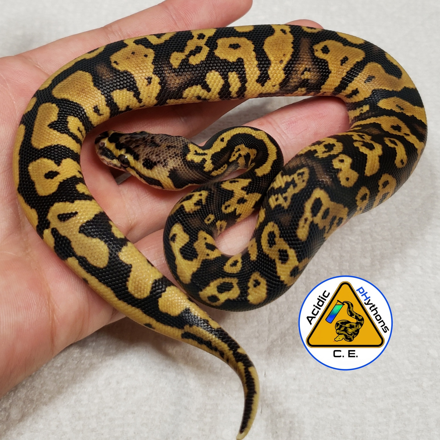 Acid Pastel Yb '20 Male Ball Python by Acidic pHythons - MorphMarket