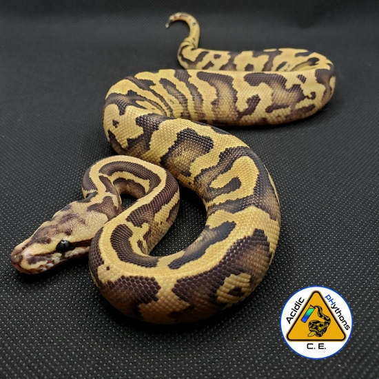 Acid Fire Yb/Specter '20 Male Ball Python by Acidic pHythons