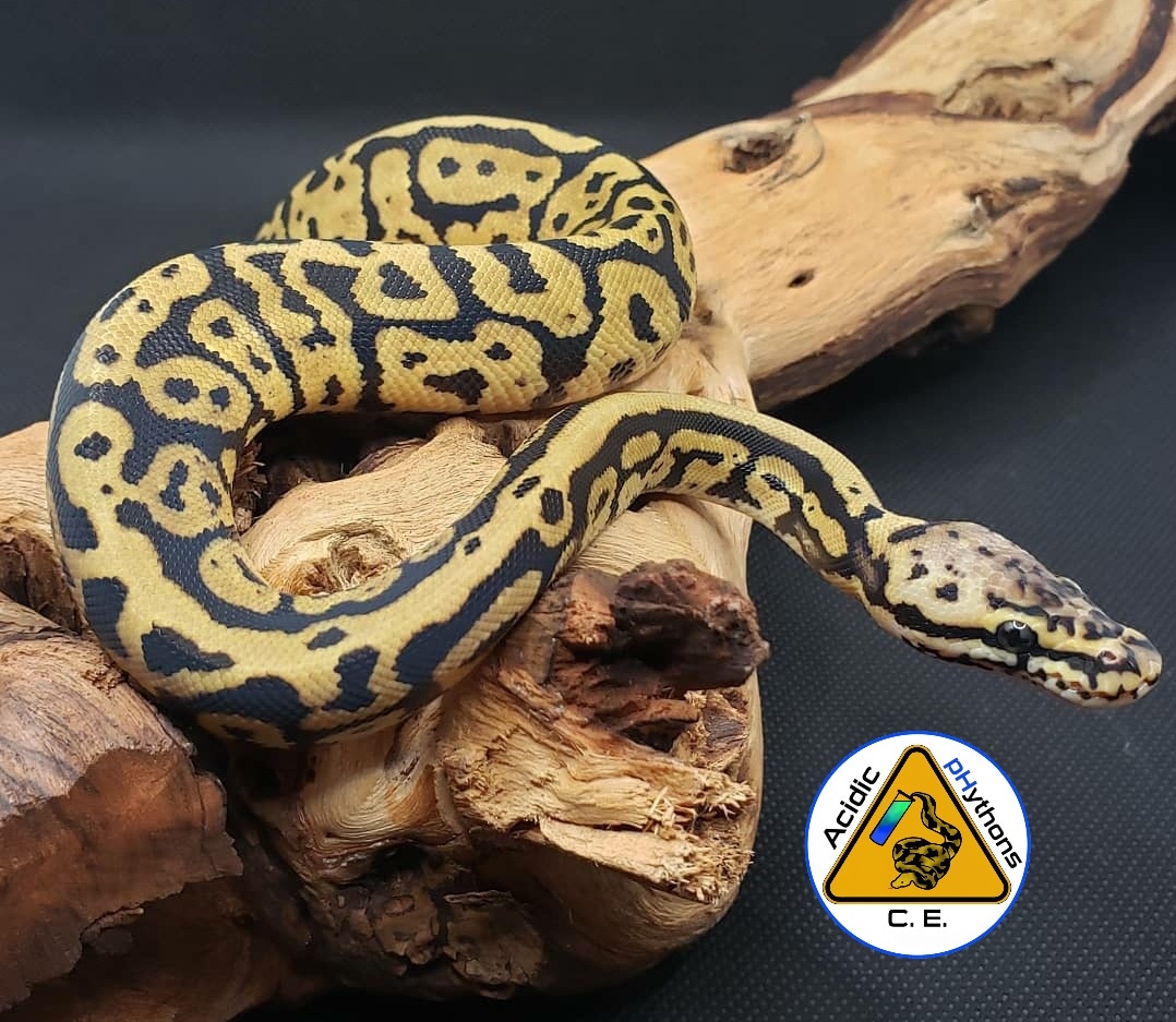 Acid Pastel Spotnose '20 Male Ball Python by Acidic pHythons - MorphMarket