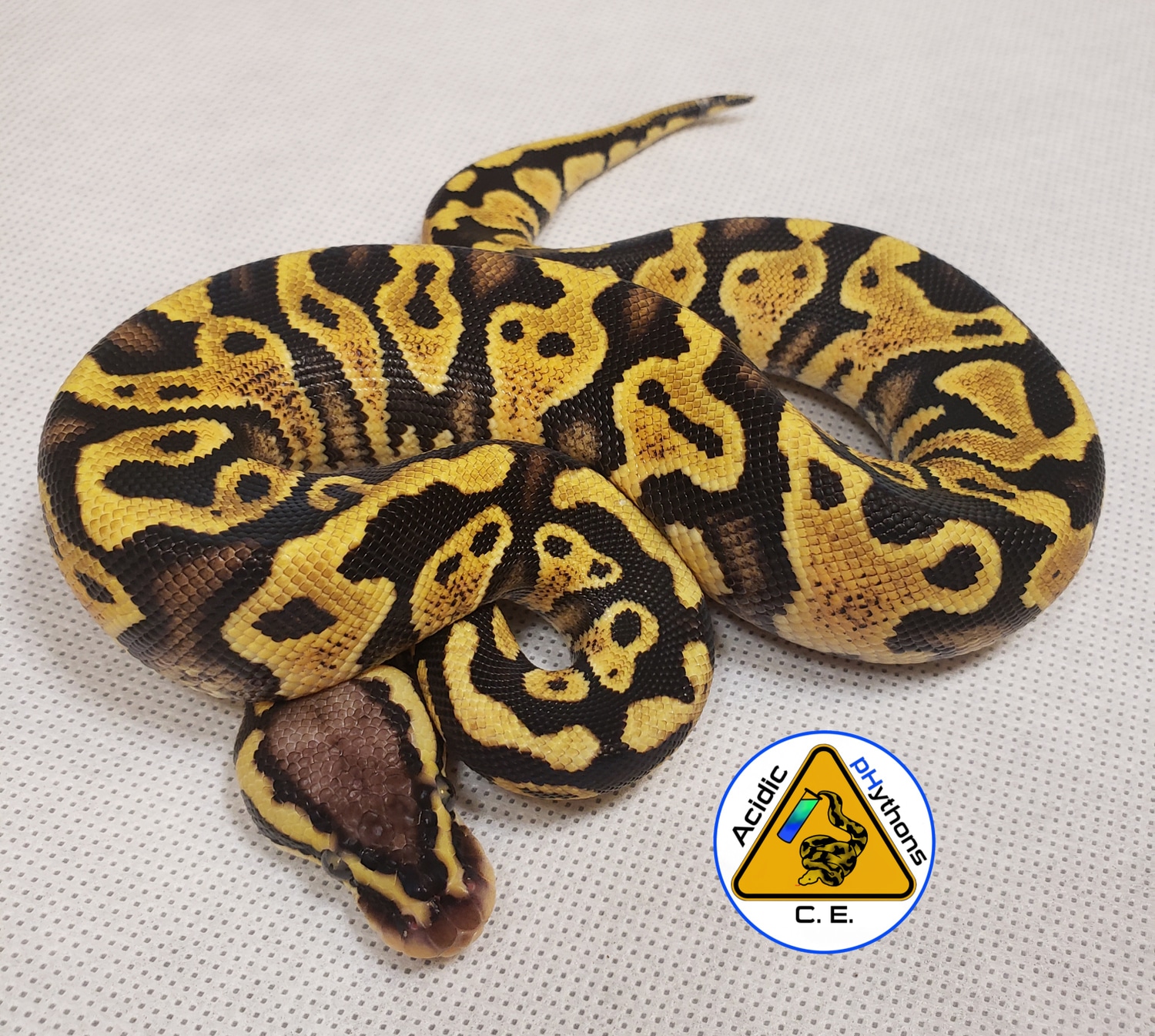 Pastel Yellow Belly '20 Male Ball Python by Acidic pHythons - MorphMarket