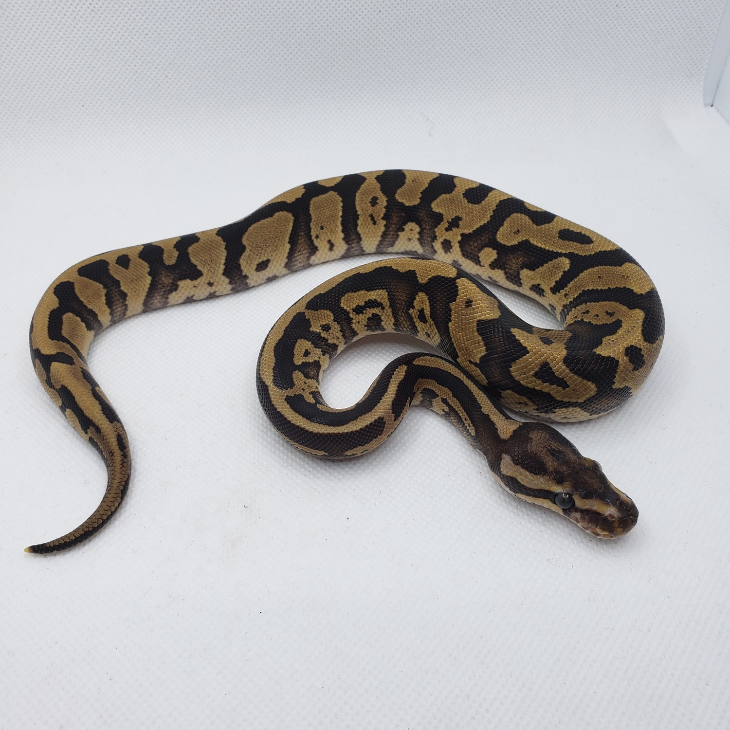 Acid Fire '20 Female Ball Python by Acidic pHythons - MorphMarket