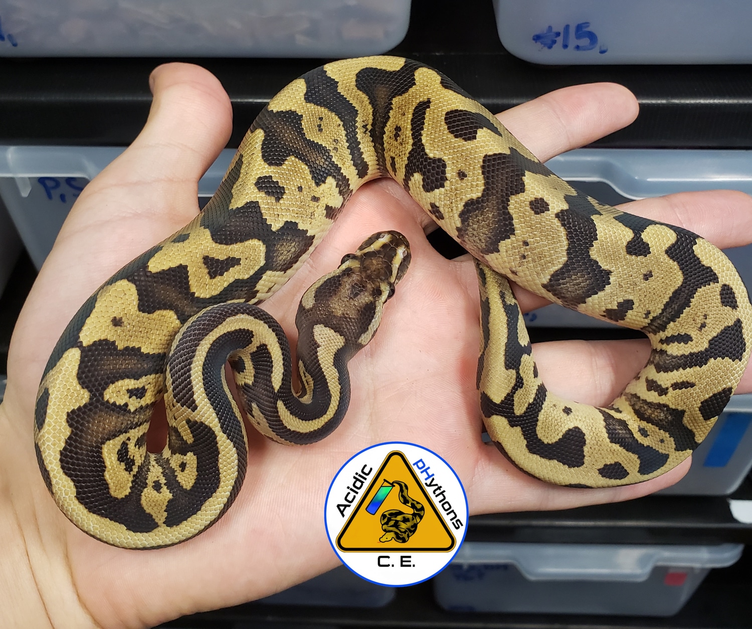 Acid Fire '20 Female Ball Python by Acidic pHythons - MorphMarket