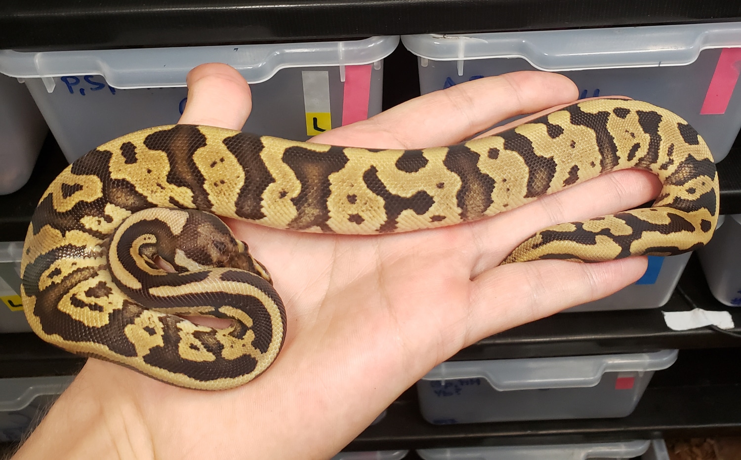 Acid Fire '20 Female Ball Python by Acidic pHythons - MorphMarket