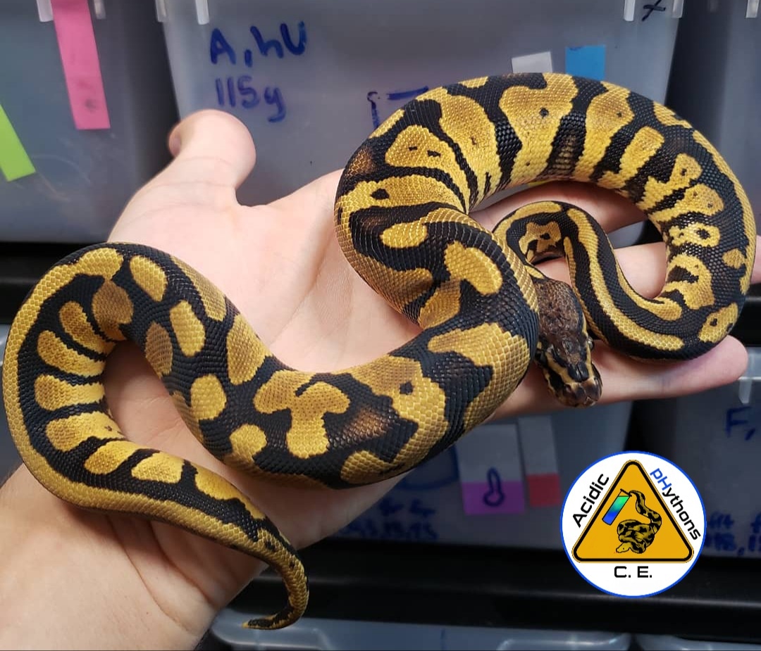 Acid Pastel '20 Female Ball Python by Acidic pHythons - MorphMarket