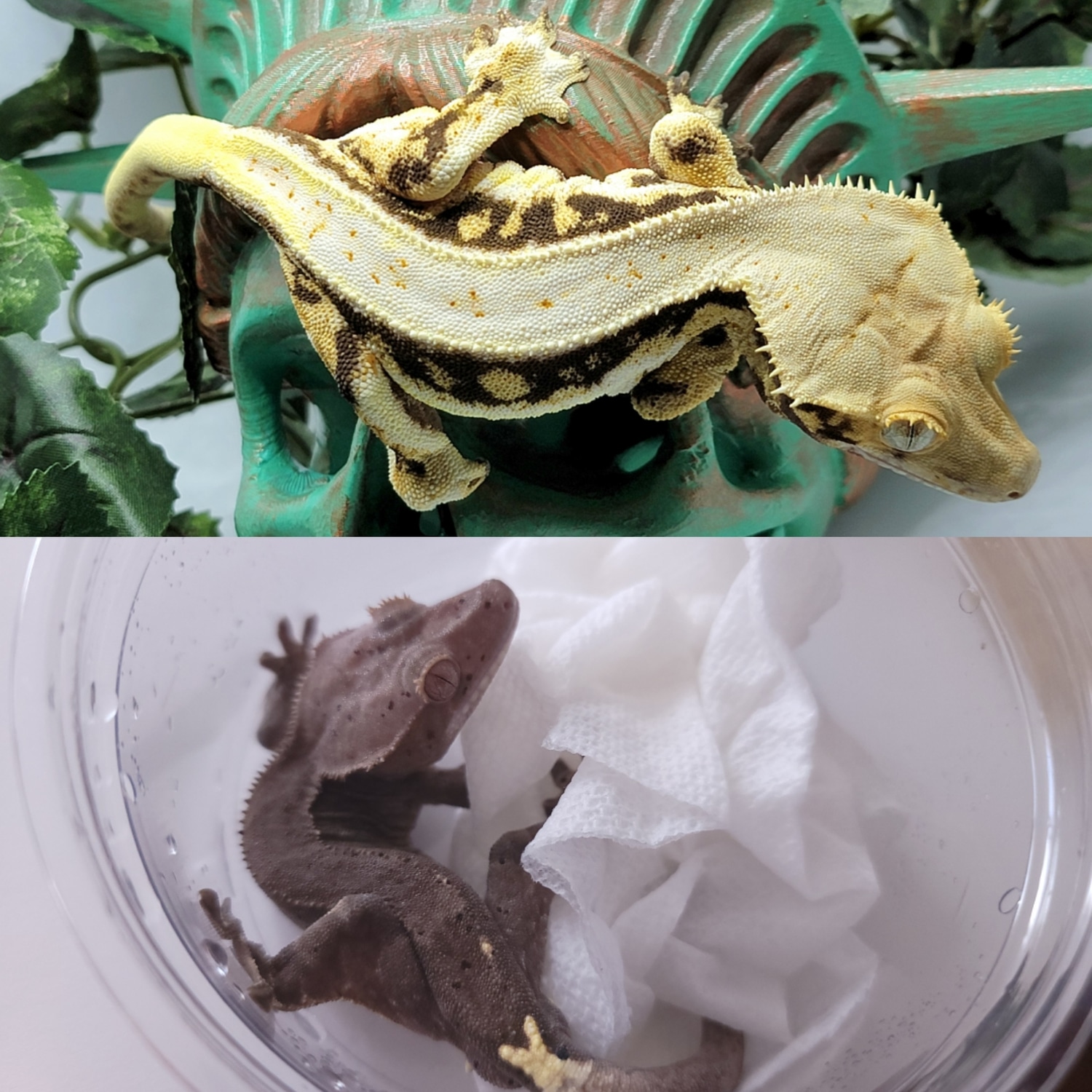 PV-Nice Frappuccino (Free Shipping) Crested Gecko by Gecko State Of ...