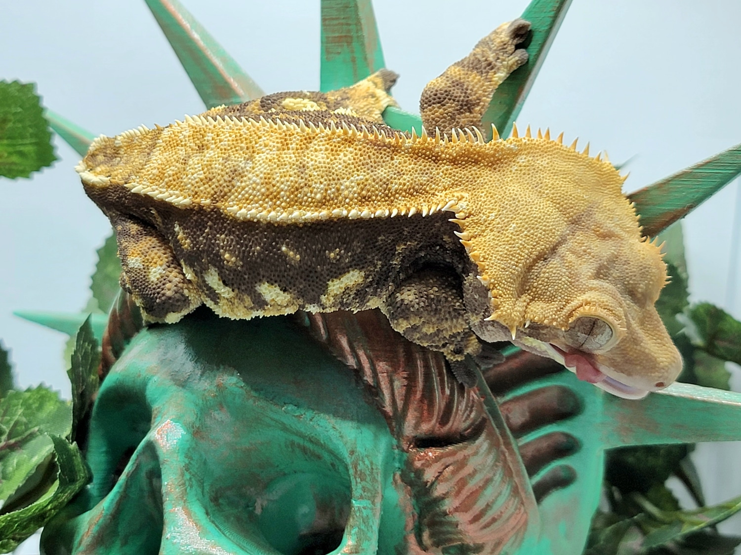 (Freeshipping) Proven RTB Tri Big Head Girl Crested Gecko by Gecko ...