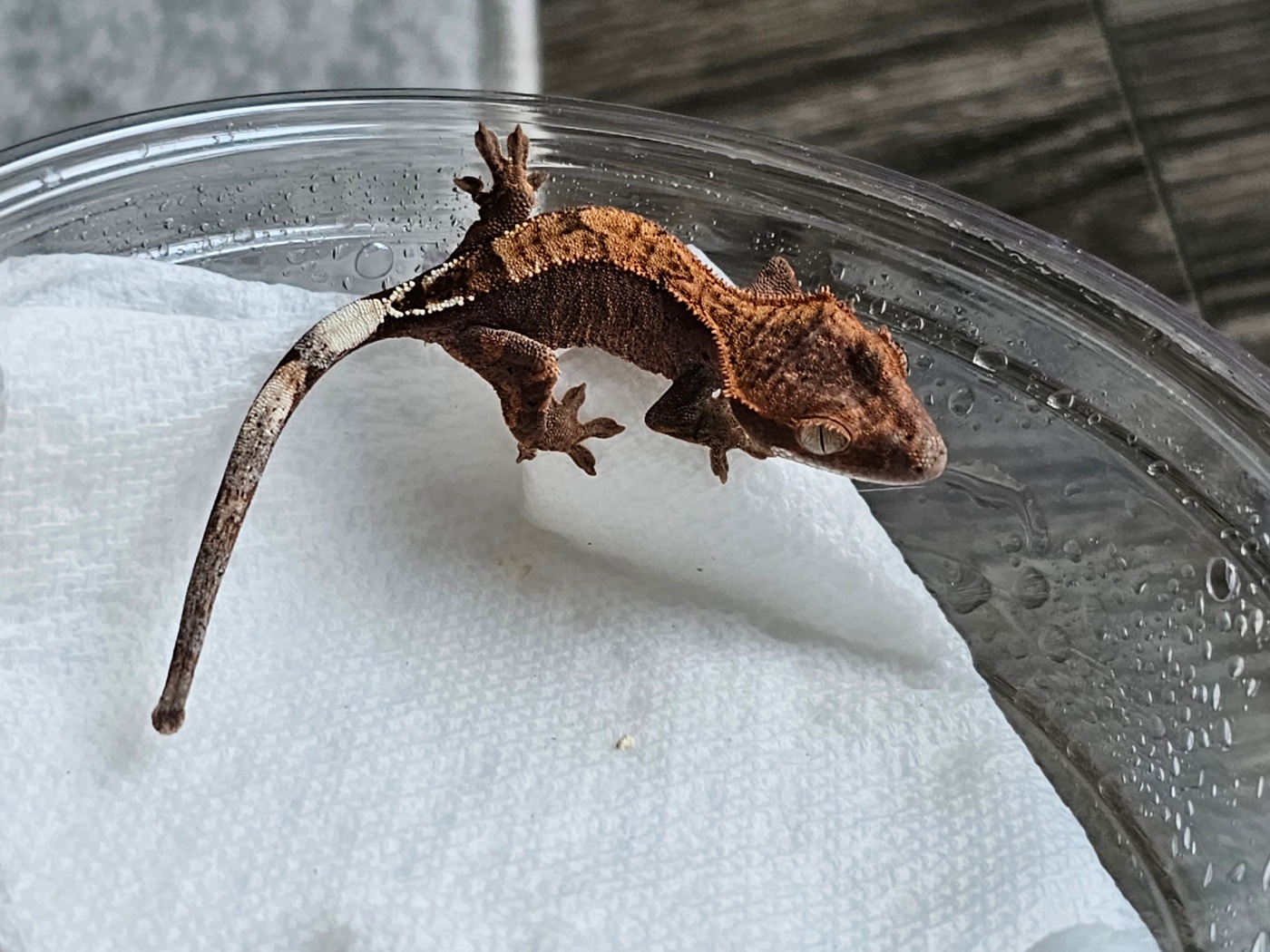 (Free Shipping) Cappuccino Baby Crested Gecko by Gecko State Of Mind ...