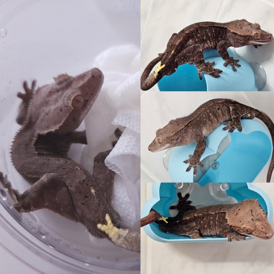 Proven Cappuccino Male (Offspring Pics Included) Crested Gecko by Gecko ...