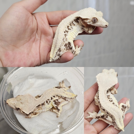 High Coverage Lw Female Crested Gecko by Gecko State Of Mind