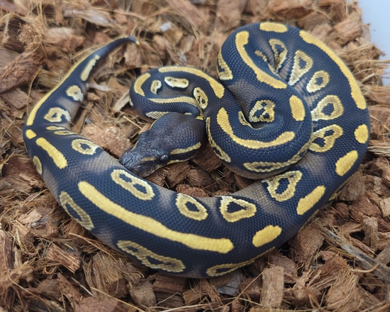 Black Head Mystic Het Clown Ball Python by CF Snakes
