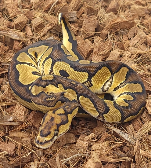 YB Clown Het DG Ball Python by CF Snakes