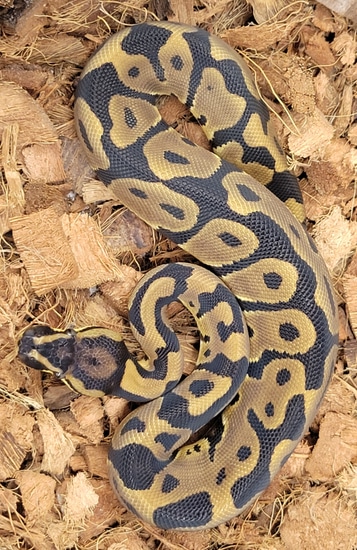 Leopard Triple Het VPI Axanthic, Desert Ghost & Clown Ball Python by CF ...