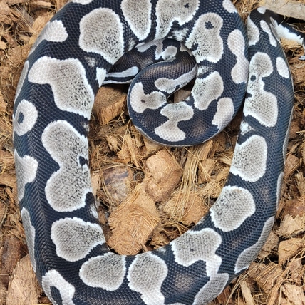 CF Snakes - MorphMarket