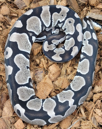 VPI Axanthic Het Desert Ghost Ball Python by CF Snakes