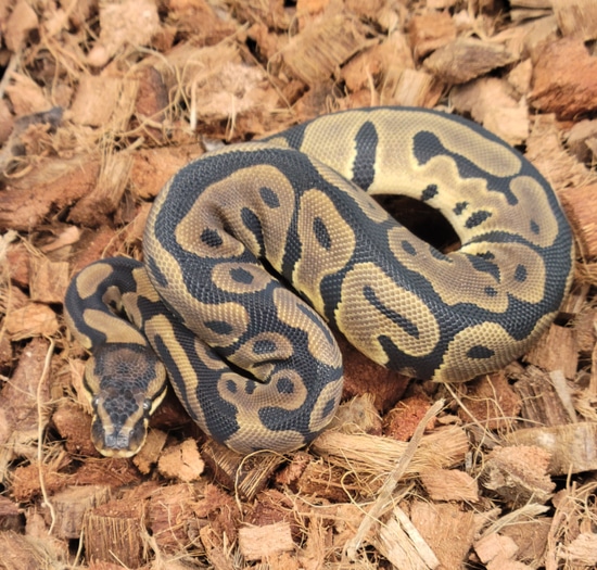 Leopard Triple Het VPI Axanthic, Desert Ghost & Clown Ball Python by CF ...
