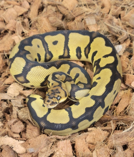 Leopard Clown Het DG Ball Python by CF Snakes