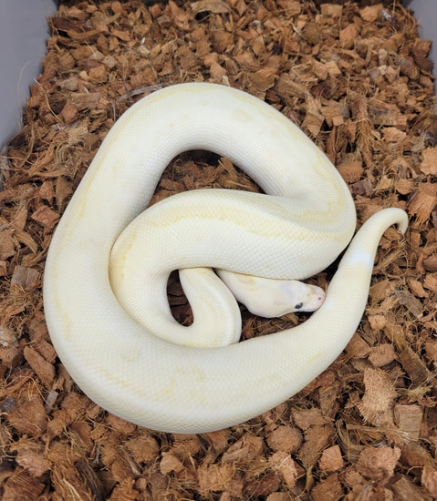Pastel Lesser Vanilla Fire Clown Ball Python by CF Snakes
