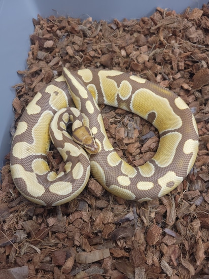 Ultramel Ball Python by CF Snakes