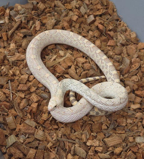 Trumbower Hypo Het White Sided Bullsnake by CF Snakes