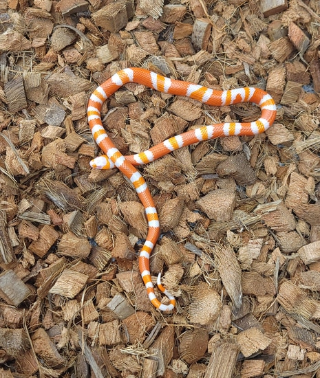 Tangerine Albino Honduran Honduran Milk Snake by CF Snakes